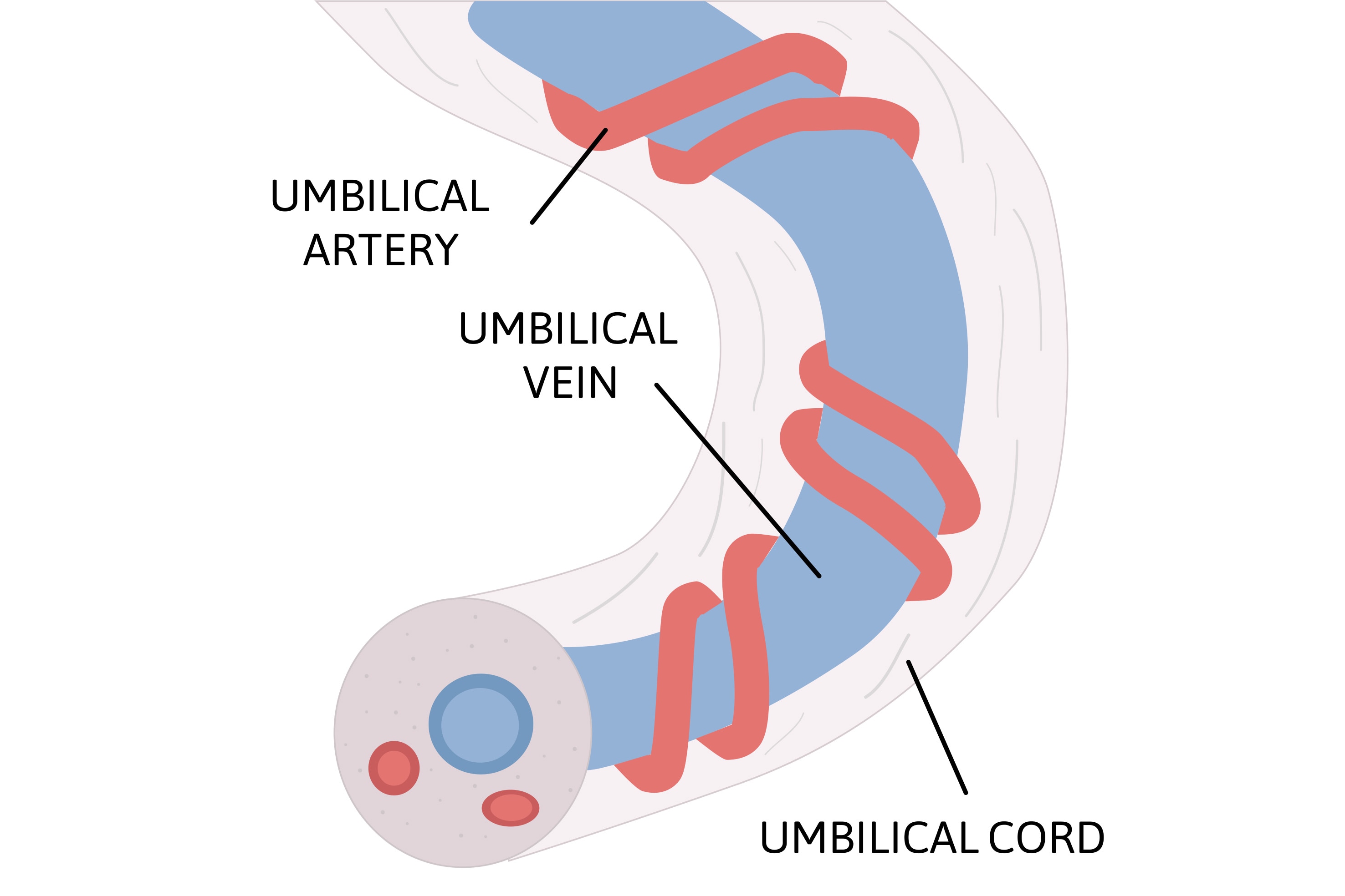 umbilical artery function